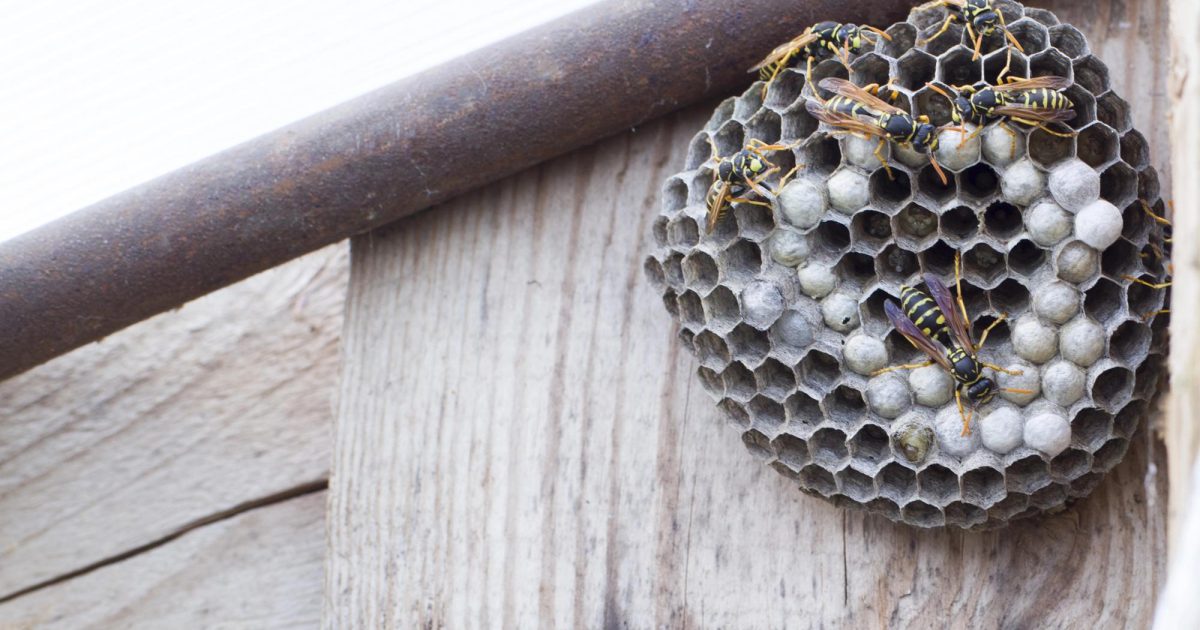 Wasp Pest Control South Auckland | Get Rid of Wasps